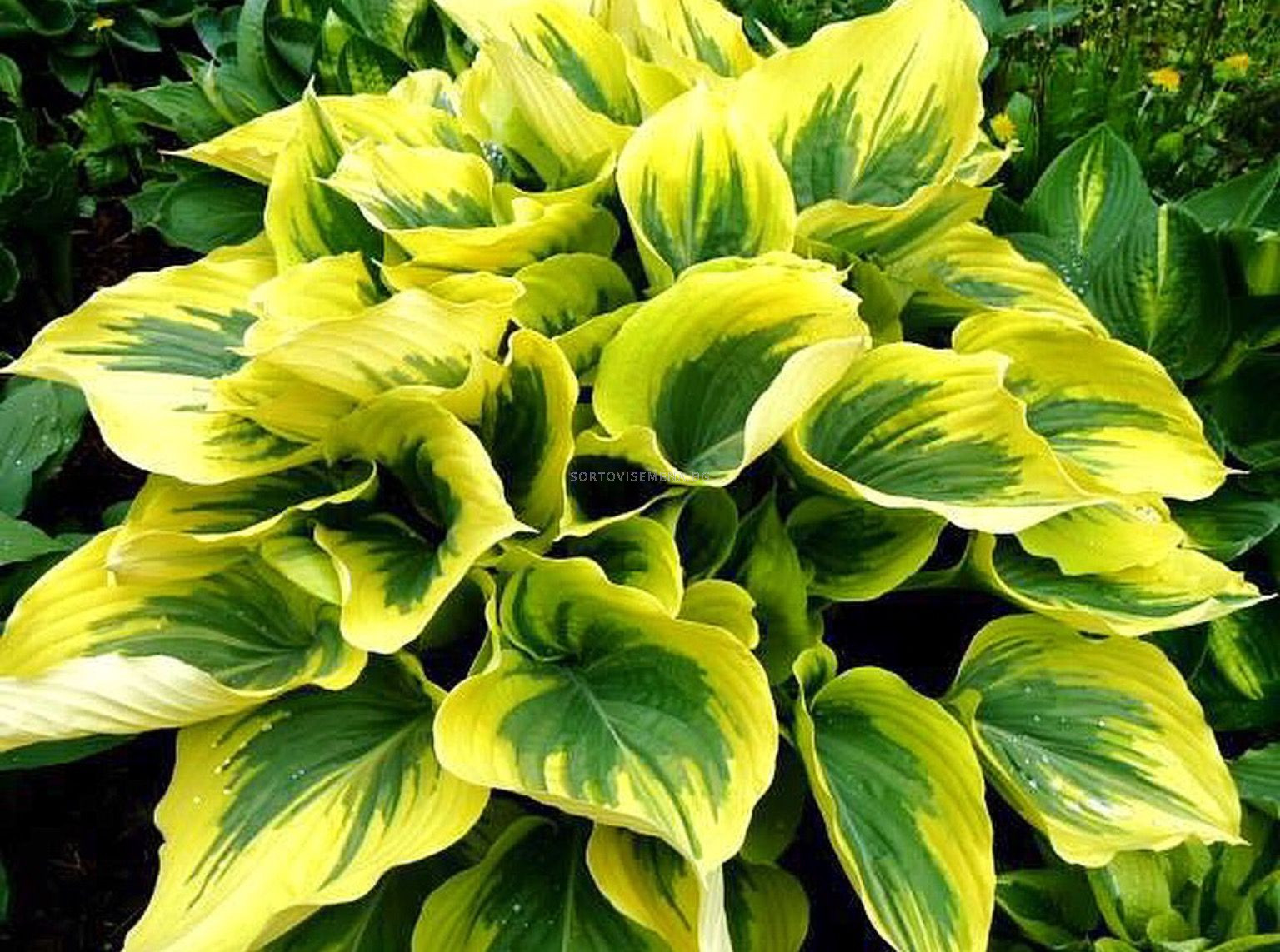 Хоста Ivory Coast / 1 бр коренище | Хоста | SortoviSemena.BG