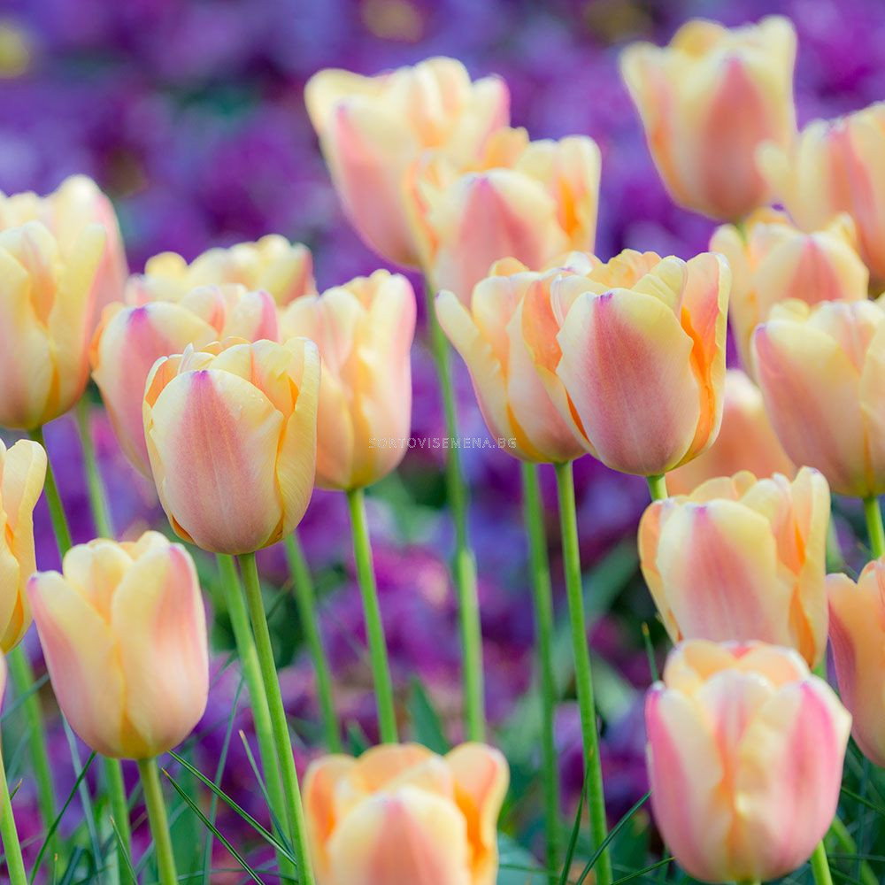 Tulip Apricot Foxx 50 LSCH SortoviSemena BG tulip-apricot-foxx-50-lsch-sortovisemena-bg
