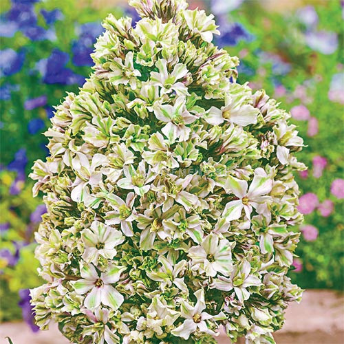 Флокс / Phlox Pure Feelings / 1 бр | Флокс | SortoviSemena.BG
