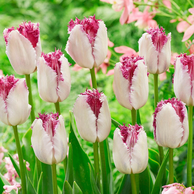 Лале Eyelash/ 1 бр | Лалета-LSCH | SortoviSemena.BG