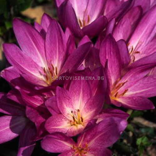 Колхикум /есенен минзухар / Colchicum Violet Queen 1 бр | Колхикум ...