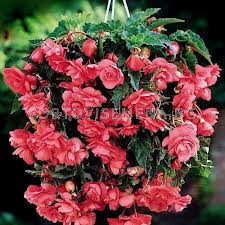 Бегония (Begonia) Pendula Pink 5/6 | Бегонии - LSCH | SortoviSemena.BG
