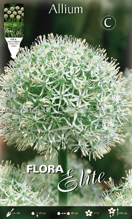 Декоративен Лук (Allium) Mount Everest | Декоративен лук-LSCH ...