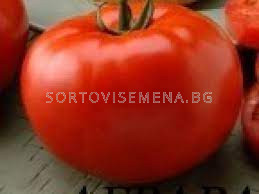СЕМЕНА ДОМАТИ РЕД АМАТИ 100С EX-TBF05 | Домати | SortoviSemena.BG
