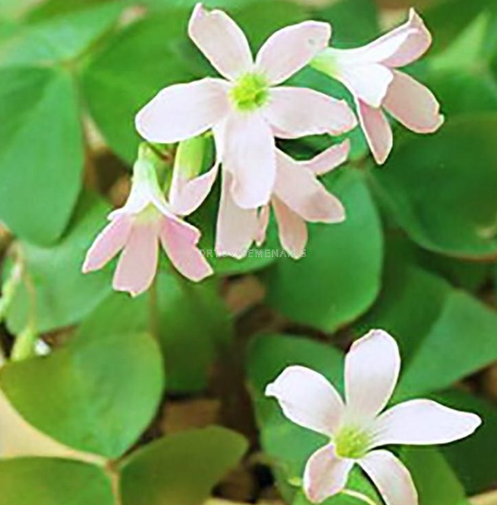 Оксалис Birgit - 1 брой | Други-LSCH | SortoviSemena.BG