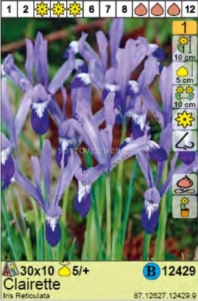 Ирис Reticulata Clairette - Пакет: 1 оп. - 10 бр. | Ириси - Lommerse ...