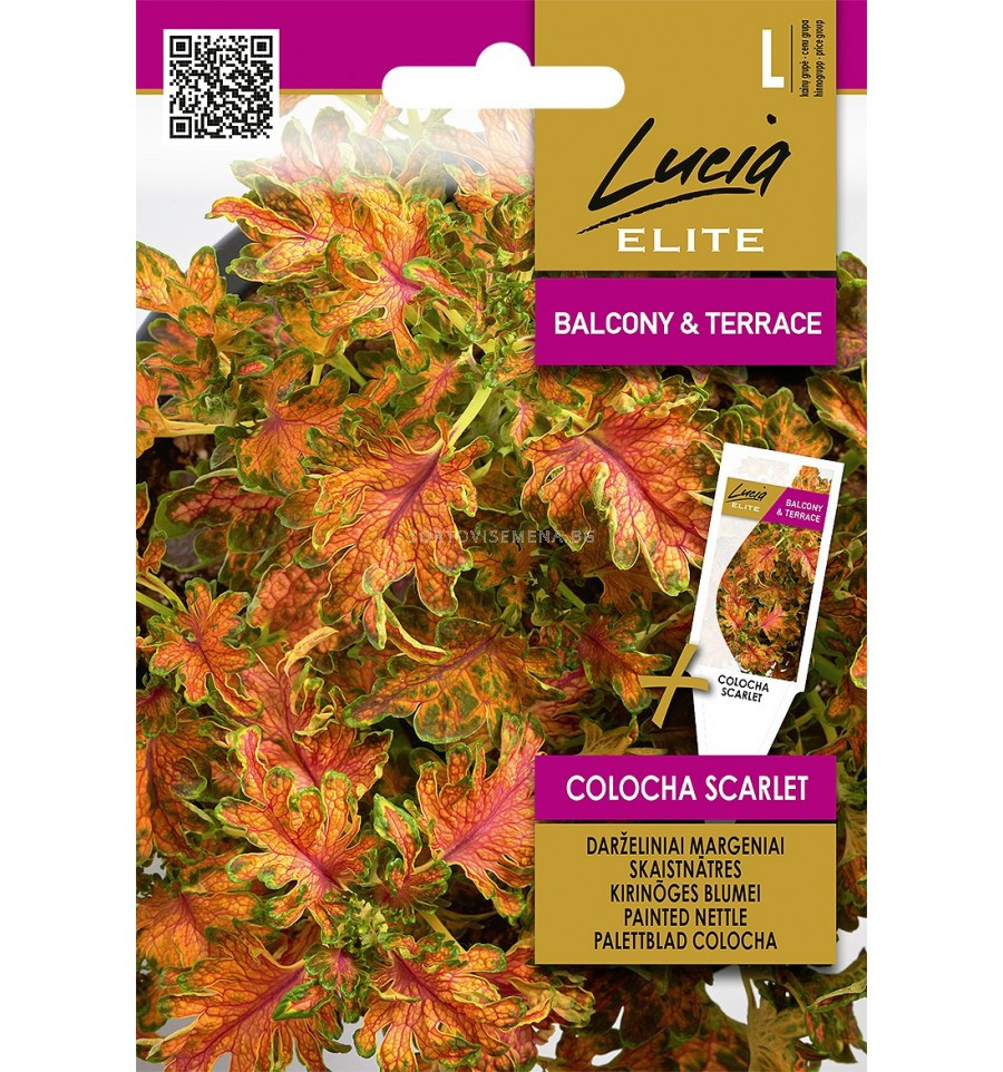 СК СЕМЕНА КОЛЕУС COLOCHA SCARLET | Семена за цветя | SortoviSemena.BG