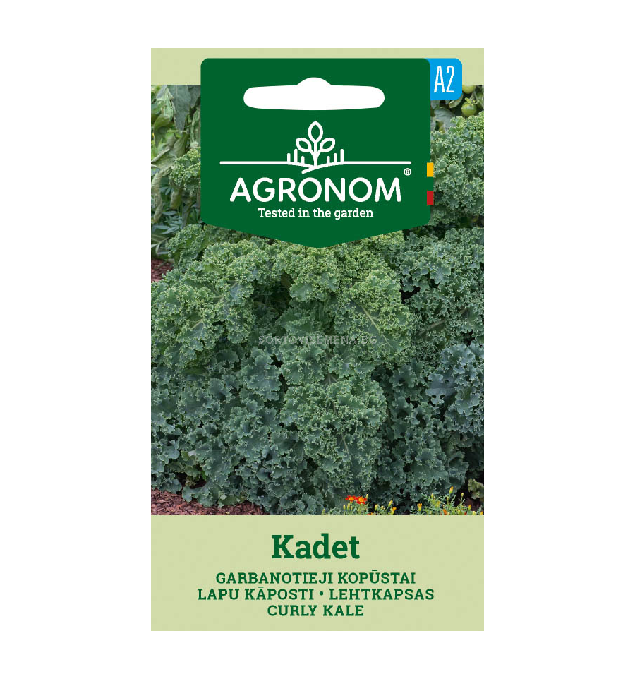 СК СЕМЕНА КЕЙЛ КАДЕТ CURLY KALE KADET | Салати и листни зеленчуци ...