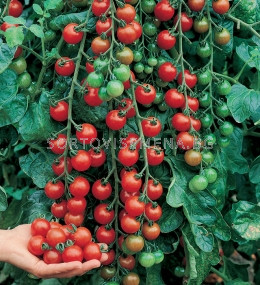 Семена домати Чери`SG | Домати | SortoviSemena.BG