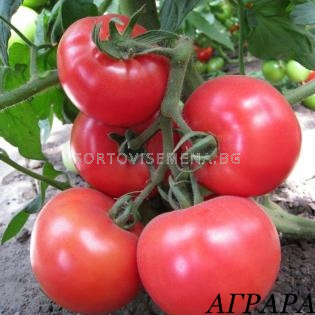 Семена Домати Пандароса F1 | Домати Profi | SortoviSemena.BG