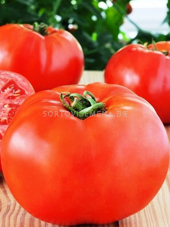 Семена Домати Партова F1 | Домати Profi | SortoviSemena.BG