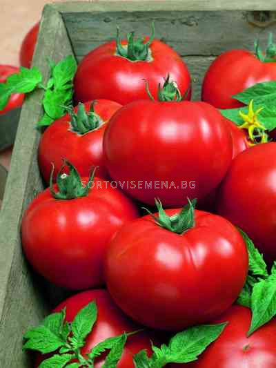 Семена Домати Shourouq F1 (детерминантни) | Домати Profi | SortoviSemena.BG