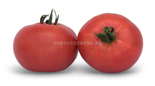 Семена домати Торбей F1 (розови, безколови) | Домати | SortoviSemena.BG