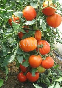 Семена домати Aliance F1- 1000 сем | Домати Profi | SortoviSemena.BG