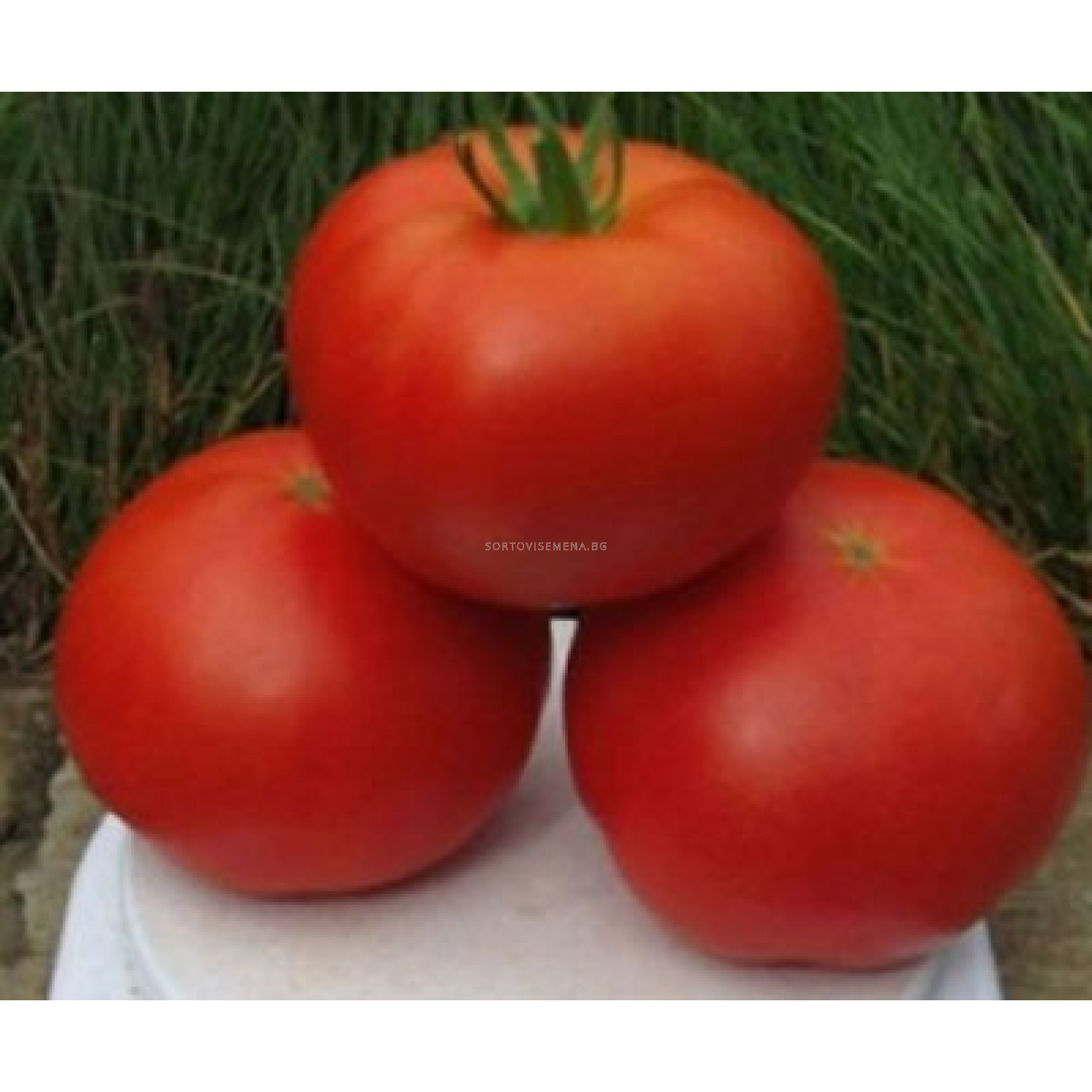 Семена Домати Kartier F1 - 1000 сем | Домати Profi | SortoviSemena.BG