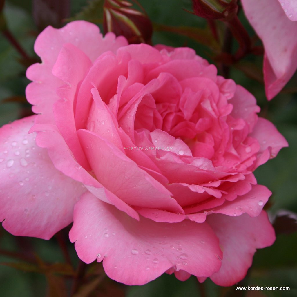 Роза Eliza ADR - Kordes -1 брой | Рози | SortoviSemena.BG