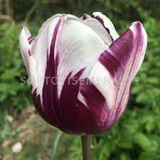 Лале Flaming Prince - 1 бр | Лалета-LSCH | SortoviSemena.BG