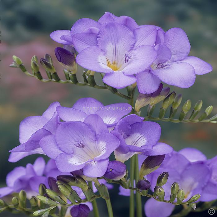 Фрезия Синя - Freesia Blue | Фрезия-Lommerse and Schrama | SortoviSemena.BG