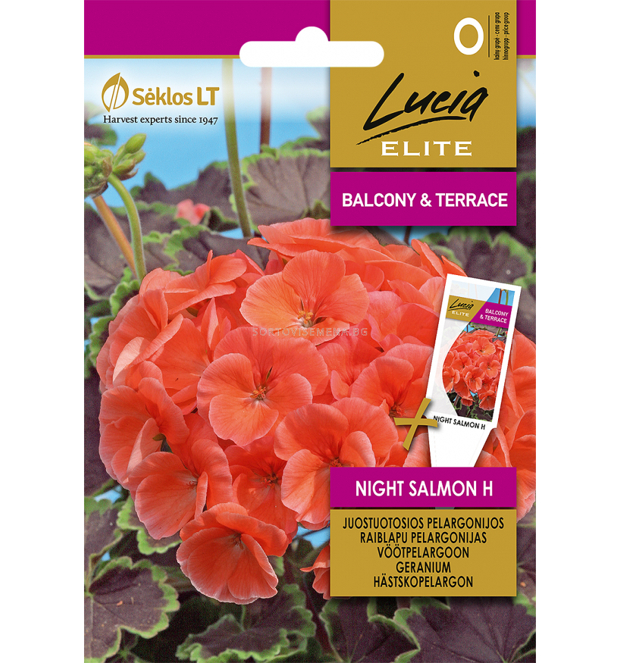СК СЕМЕНА МУШКАТО NIGHT SALMON H | Семена за цветя | SortoviSemena.BG