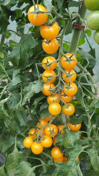 Семена домати жълто чери GOLDWIN F1 ZKI - 1000 семена | Домати ...