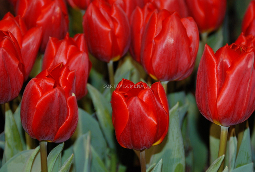 Лале Red Emperor/ 10/11 | Лалета | SortoviSemena.BG