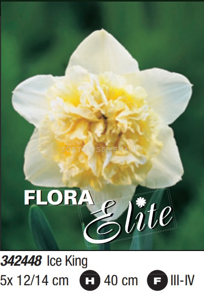 Нарцис double Ice King - Пакет: 1 оп. - 5 бр. | Нарциси-Lommerse and ...