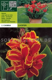 канна Lucifer - canna Lucifer | Канна-Lammerse and Schrama ...