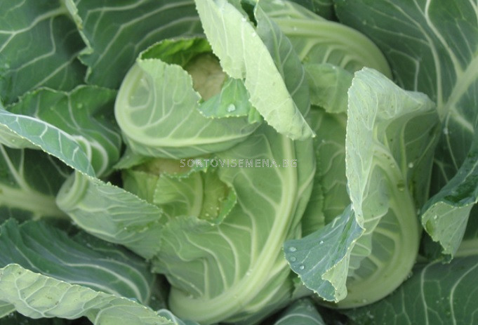 НОВО! Семена Карфиол Crenique F1 - 2500 бр.семена | Зеле и карфиол ...