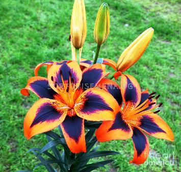 лилиум Easy Samba | Лилиуми-LSCH | SortoviSemena.BG