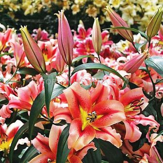 Лилиум Оlympic torch | Лилиуми-LSCH | SortoviSemena.BG