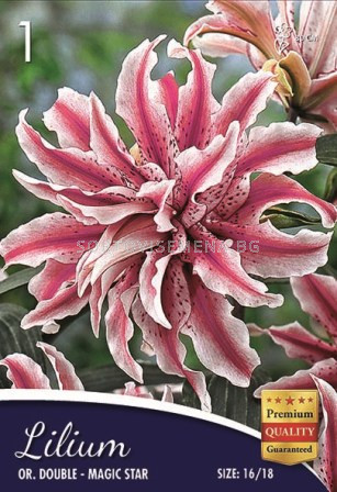 Лилиуми Magic star - Liliums Magic star | Лилиуми-LSCH | SortoviSemena.BG