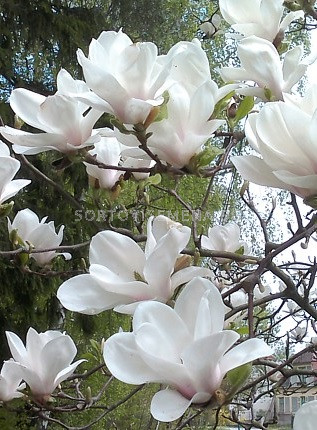 Магнолия Alba Superba– бяла - 1 бр. фиданка | Декоративни храсти ...