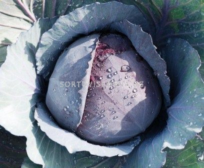 Семена червено зеле Ranchero F1 BEJO | Зеле и карфиол | SortoviSemena.BG