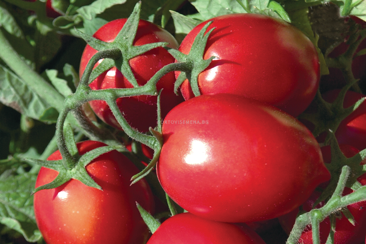 Семена домати (консервни) Рио Гранде /AgroTIP/ - 100 грама | Домати ...