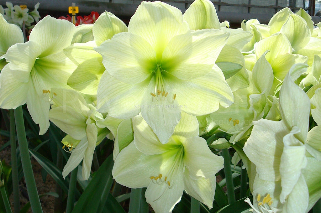 Амарилис Luna 1 бр | Амарилиси -есенни | SortoviSemena.BG