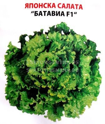 Семена салата Батавия F1 | Салати и марули - Tokita | SortoviSemena.BG
