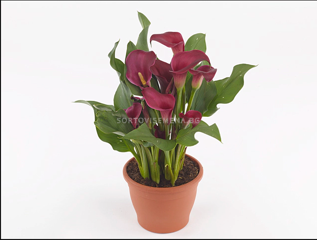 Кала Captain Shelby - 1 брой | Кала-LSCH | SortoviSemena.BG