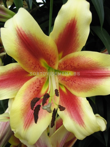 Лилиум Shocking - 1 оп-2 бр | Лилиуми-LSCH | SortoviSemena.BG