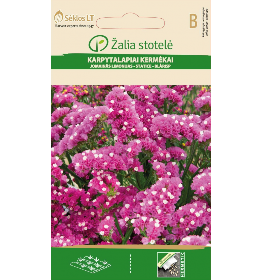 СК СЕМЕНА СТАТИЦА РОЗОВА | Семена за цветя | SortoviSemena.BG