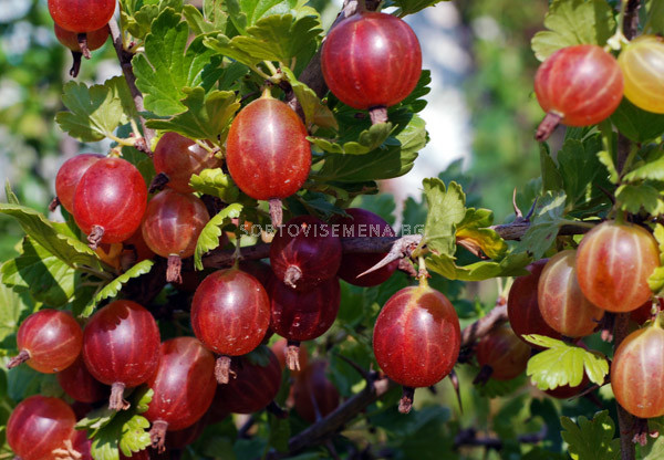 Цариградско грозде червено - Gooseberry red | Плодни храсти и овошки ...