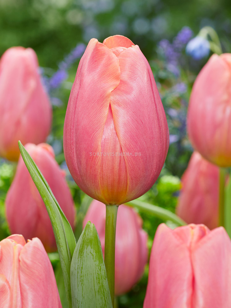 Лале triumph Pink Jimmy - 1 бр. | Лалета-LSCH | SortoviSemena.BG