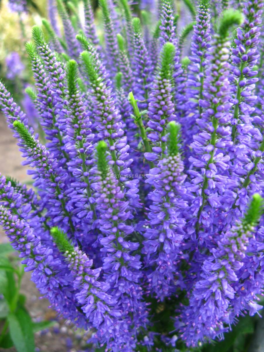 Вероника Blue Explosion/ 1 корен | Други-пролетни | SortoviSemena.BG