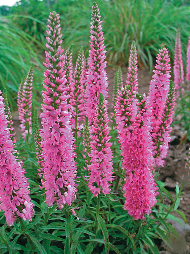 Вероника розова / 1 бр | Други-пролетни | SortoviSemena.BG