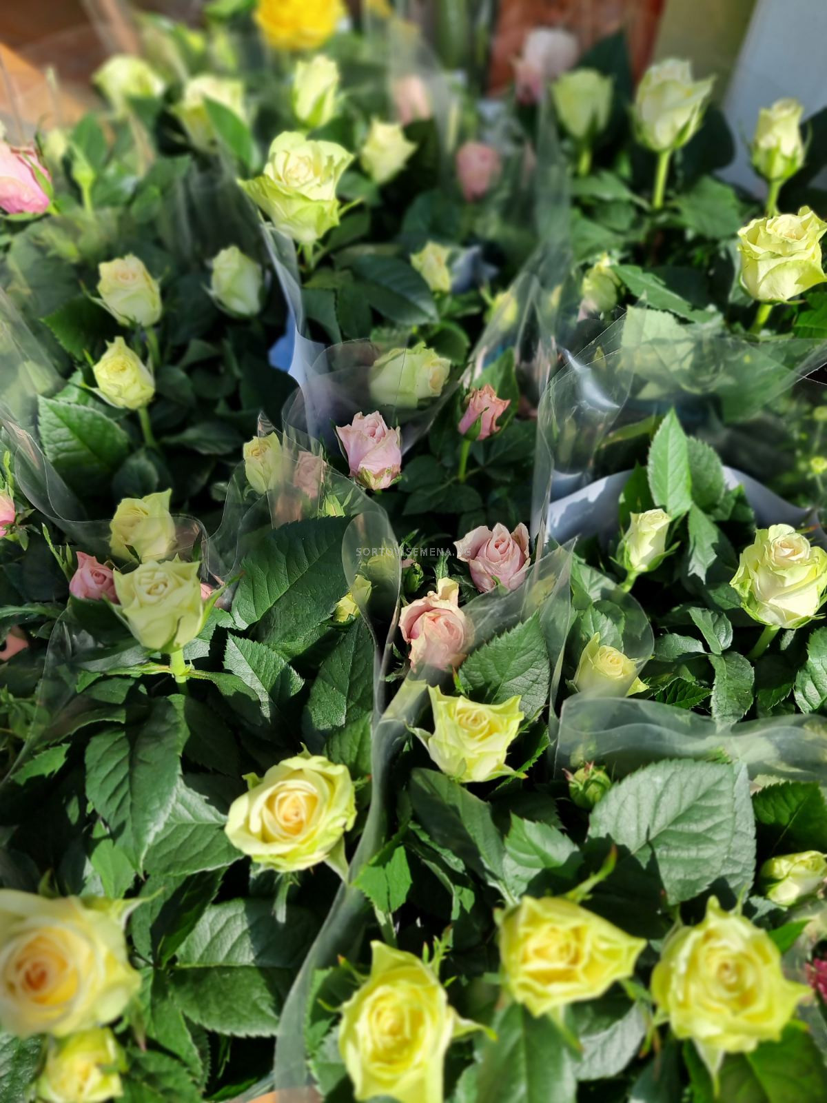 Мини рози в саксия | Разсади цветя-есенни | SortoviSemena.BG