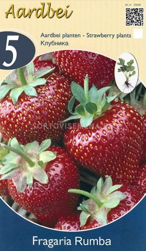 ягоди (Strawberry) Rumba | Ягоди | SortoviSemena.BG