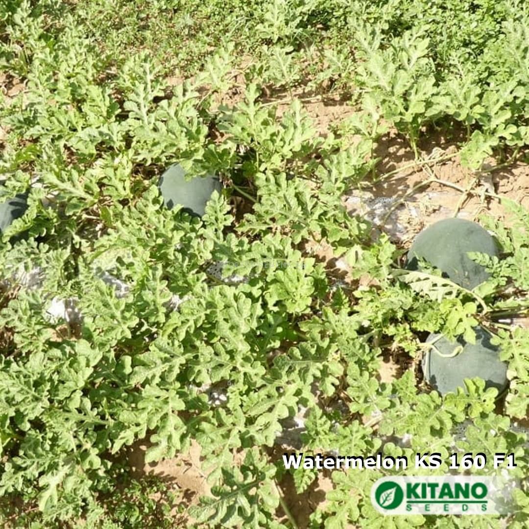 Семена дини Kinbi (KS 160) F1 | Дини | SortoviSemena.BG