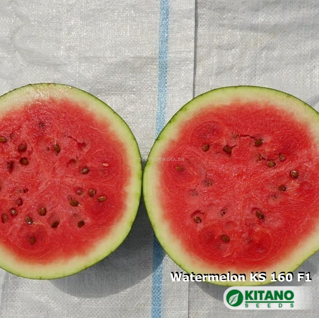 Семена дини Kinbi (KS 160) F1 | Дини | SortoviSemena.BG