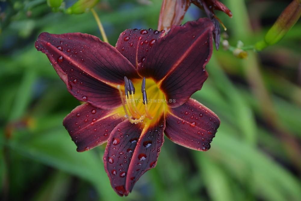 Хемерокалис Черен принц / Hemerocallis Black Prince / 1 бр ...
