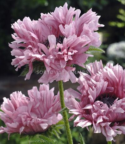 Мак Ruffles Patty - 1 бр | Други-пролетни | SortoviSemena.BG