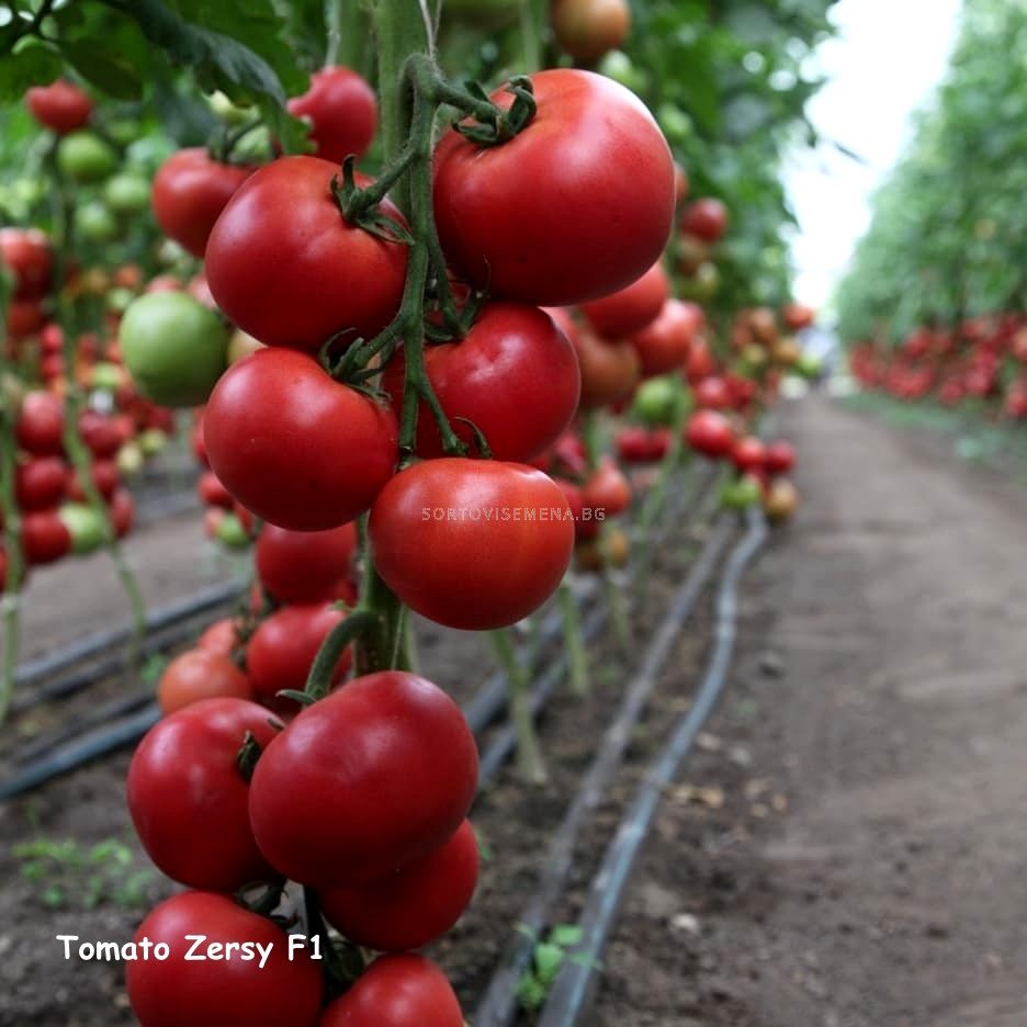 Семена Домати Зерси F1 - Tomato Zersy F1 | Домати | SortoviSemena.BG